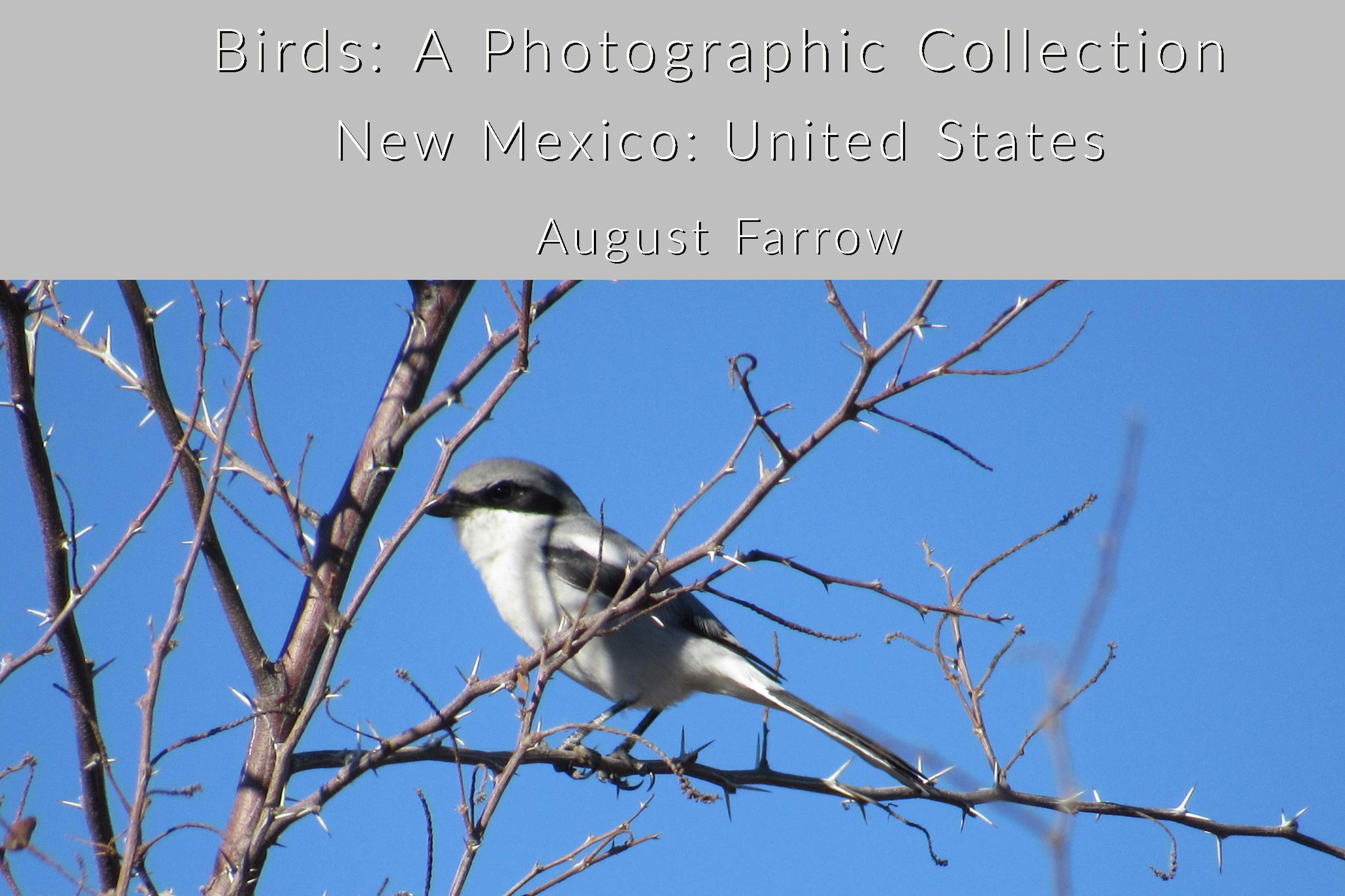 Birds: A Photographic Collection: New Mexico: United States by August ...