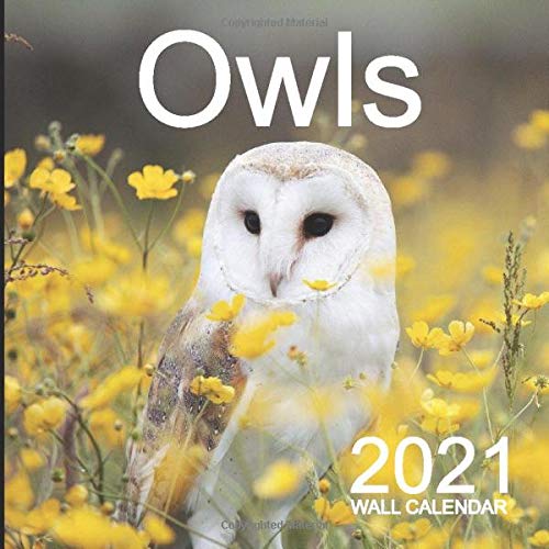 Owls 2021 Wall Calendar: Mini Wall Calendar Owl Photography 12 Month ...