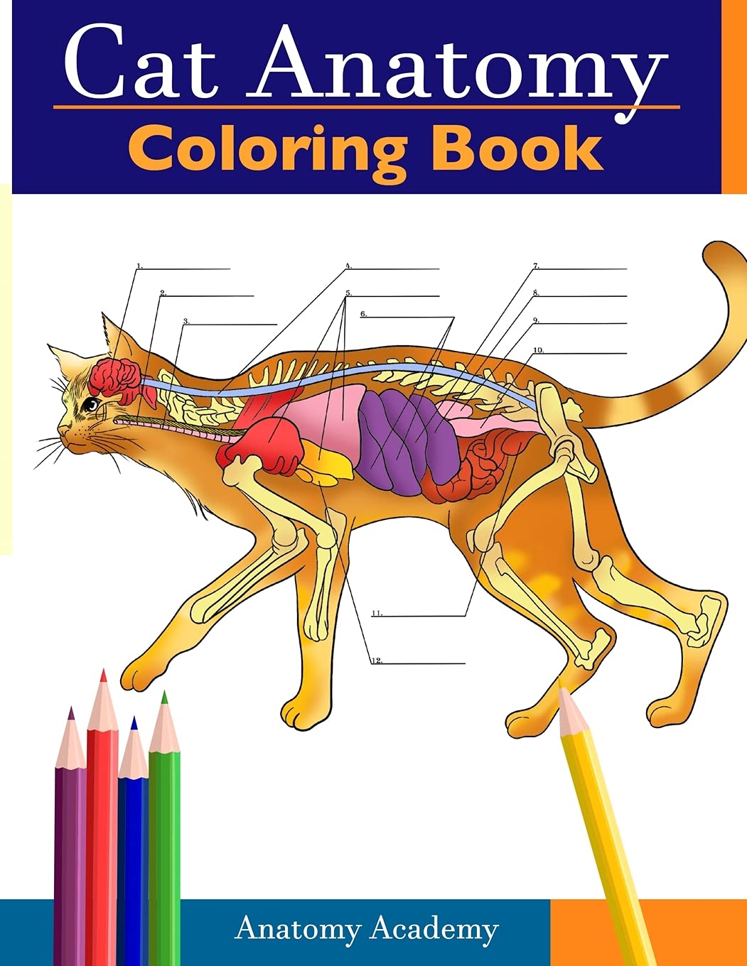 Cat Anatomy Coloring Book: Incredibly Detailed Self-Test Feline Anatomy ...