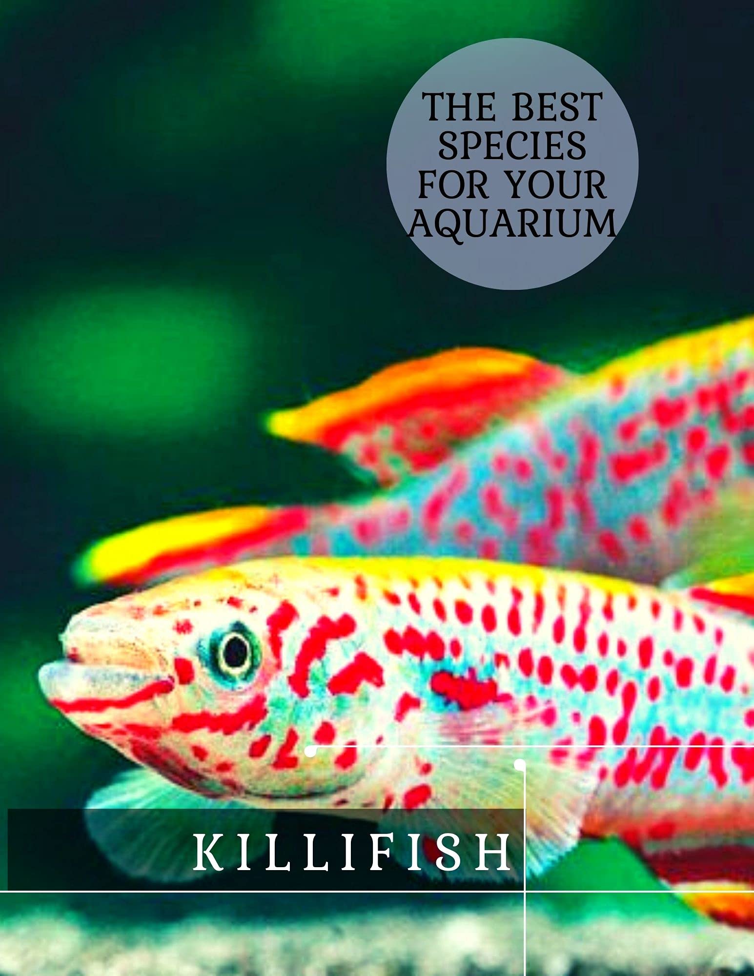 Killifish: thе Best Species For Your Aquarium by Amy Ailu | Goodreads