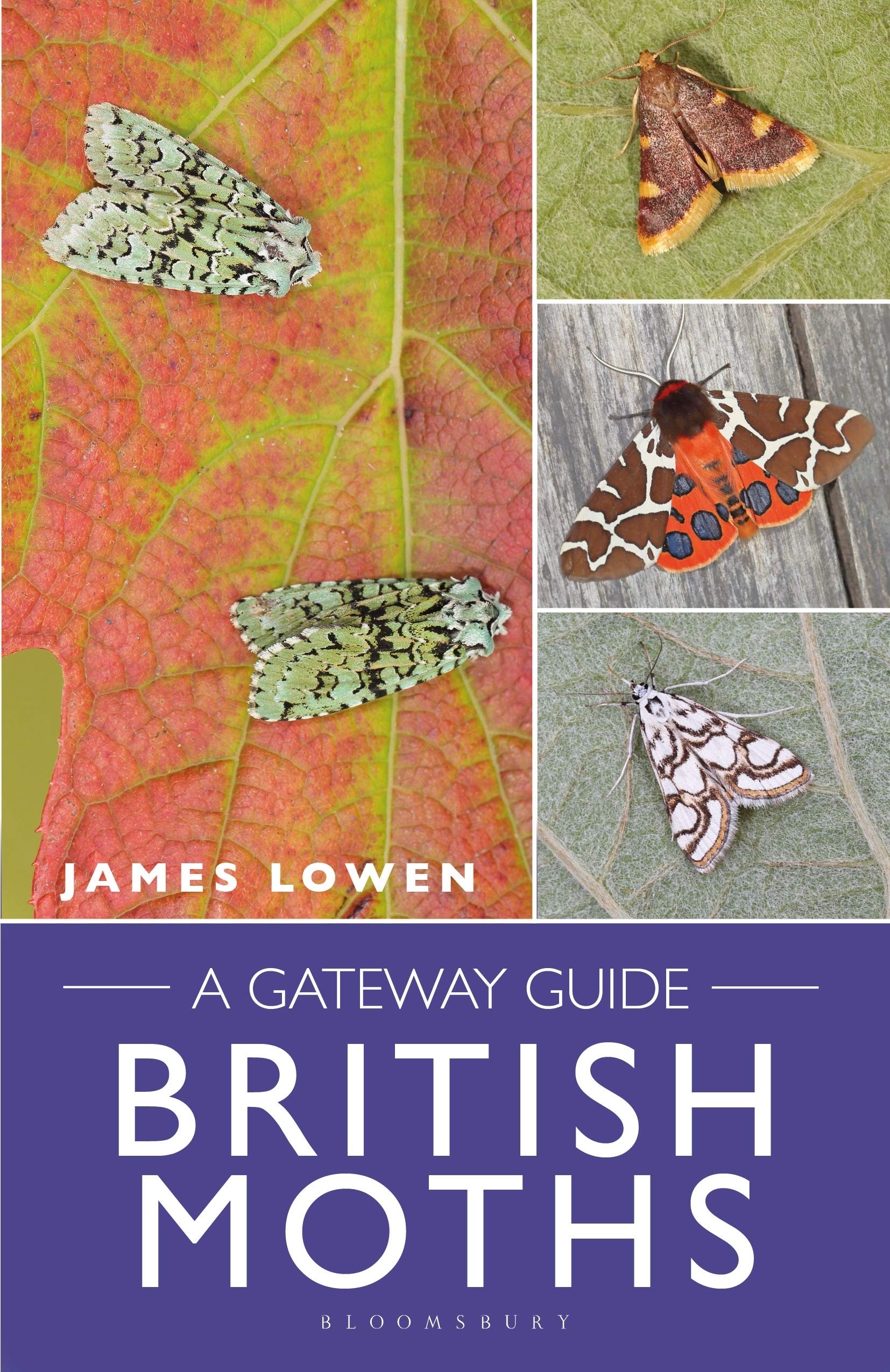 British Moths: A Gateway Guide by James Lowen | Goodreads