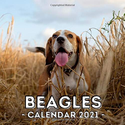 Beagles Calendar: 2021 Beagle Wall Calendar, Cute Gift Idea For Beagle ...