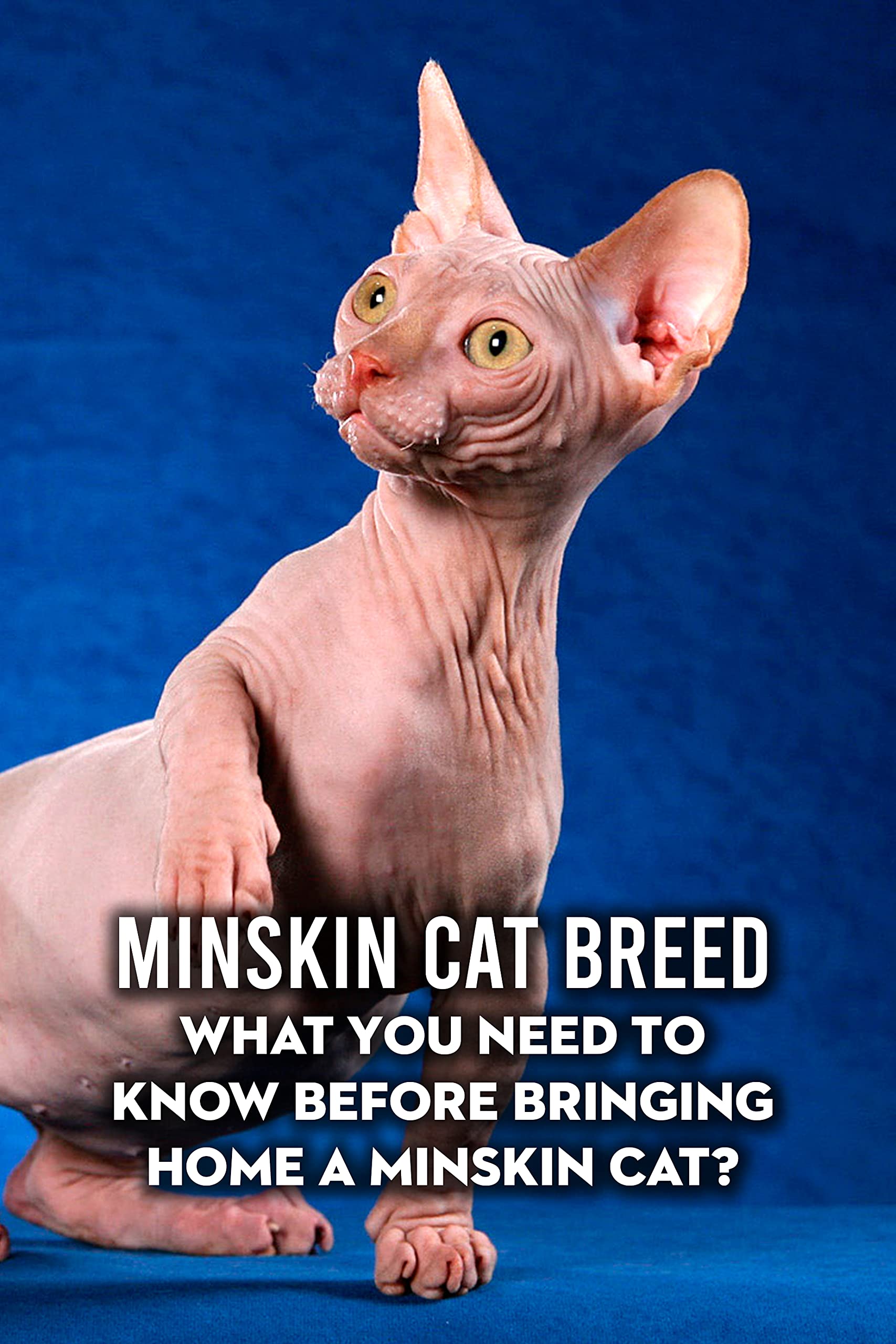 Minskin Cat Breed: What You Need to Know Before Bringing Home a Minskin ...