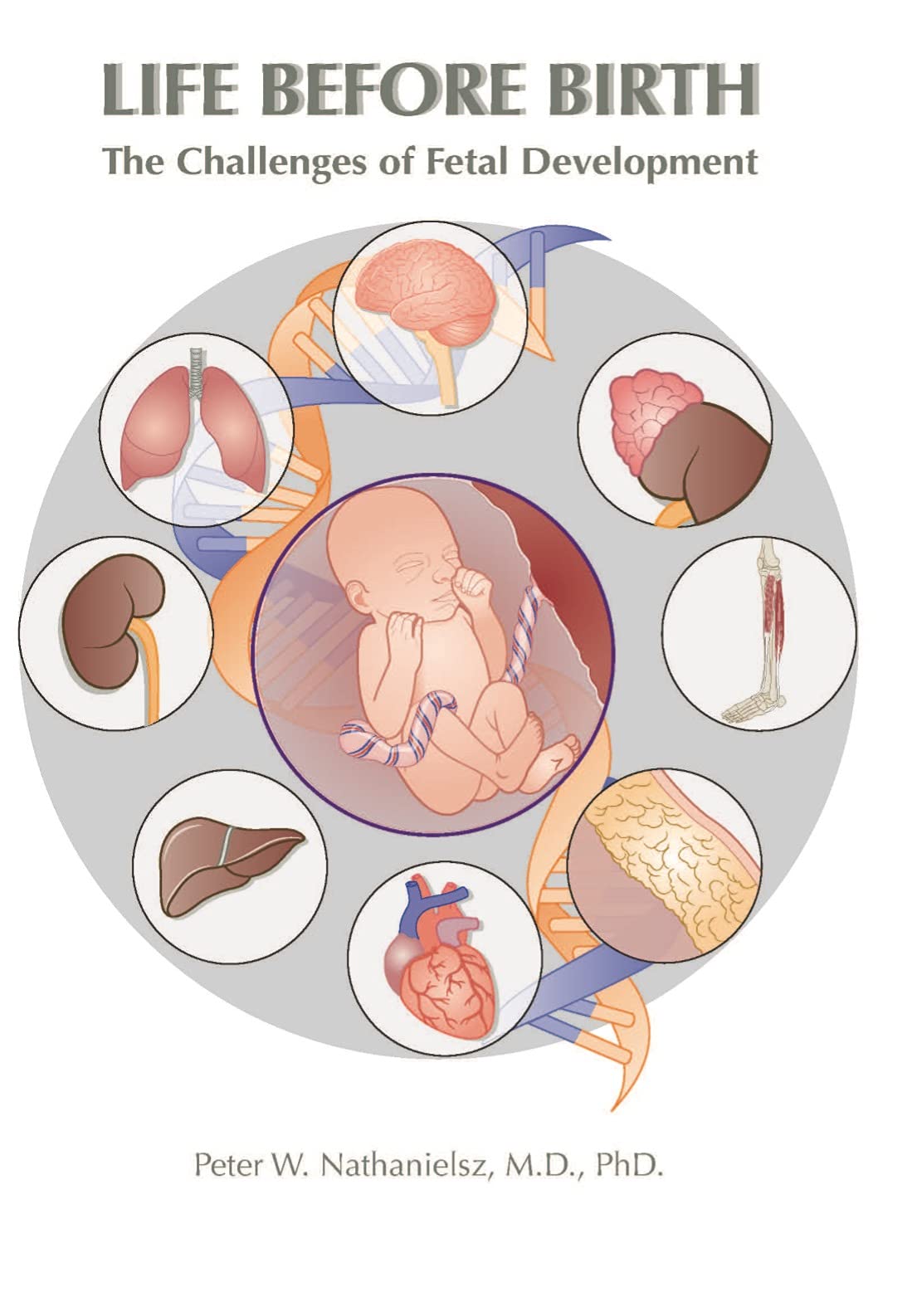 Life Before Birth: The Challenges of Fetal Development by Peter ...