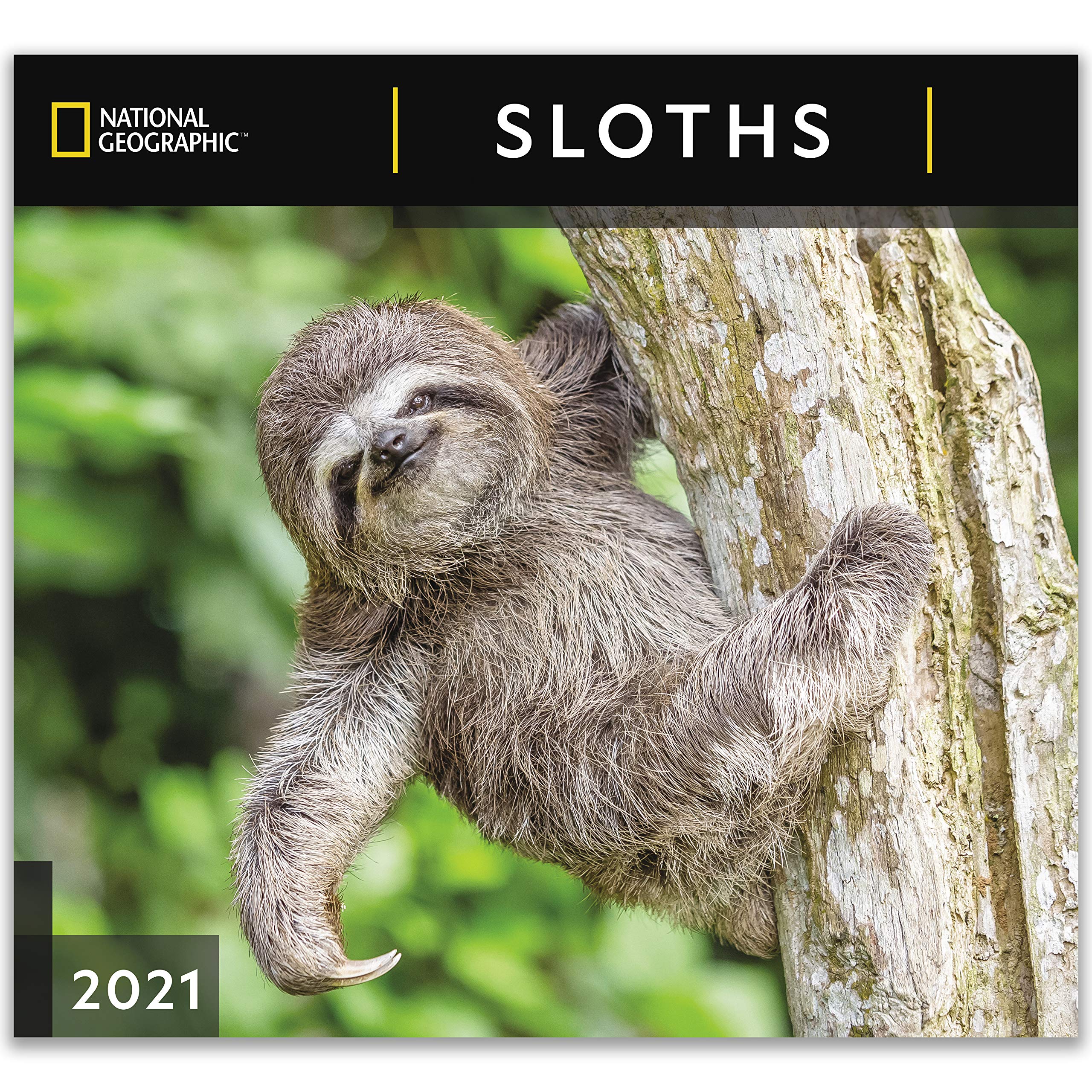 National Geographic Sloths 2021 Wall Calendar by Zebra Publishing ...