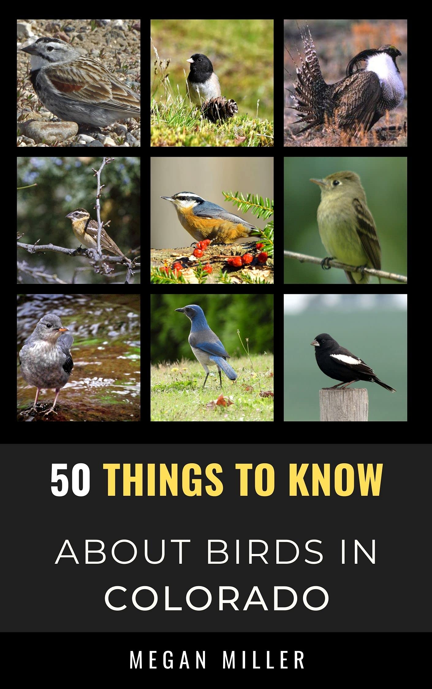 50 Things to Know About Birds in Colorado : Birding the Centennial ...