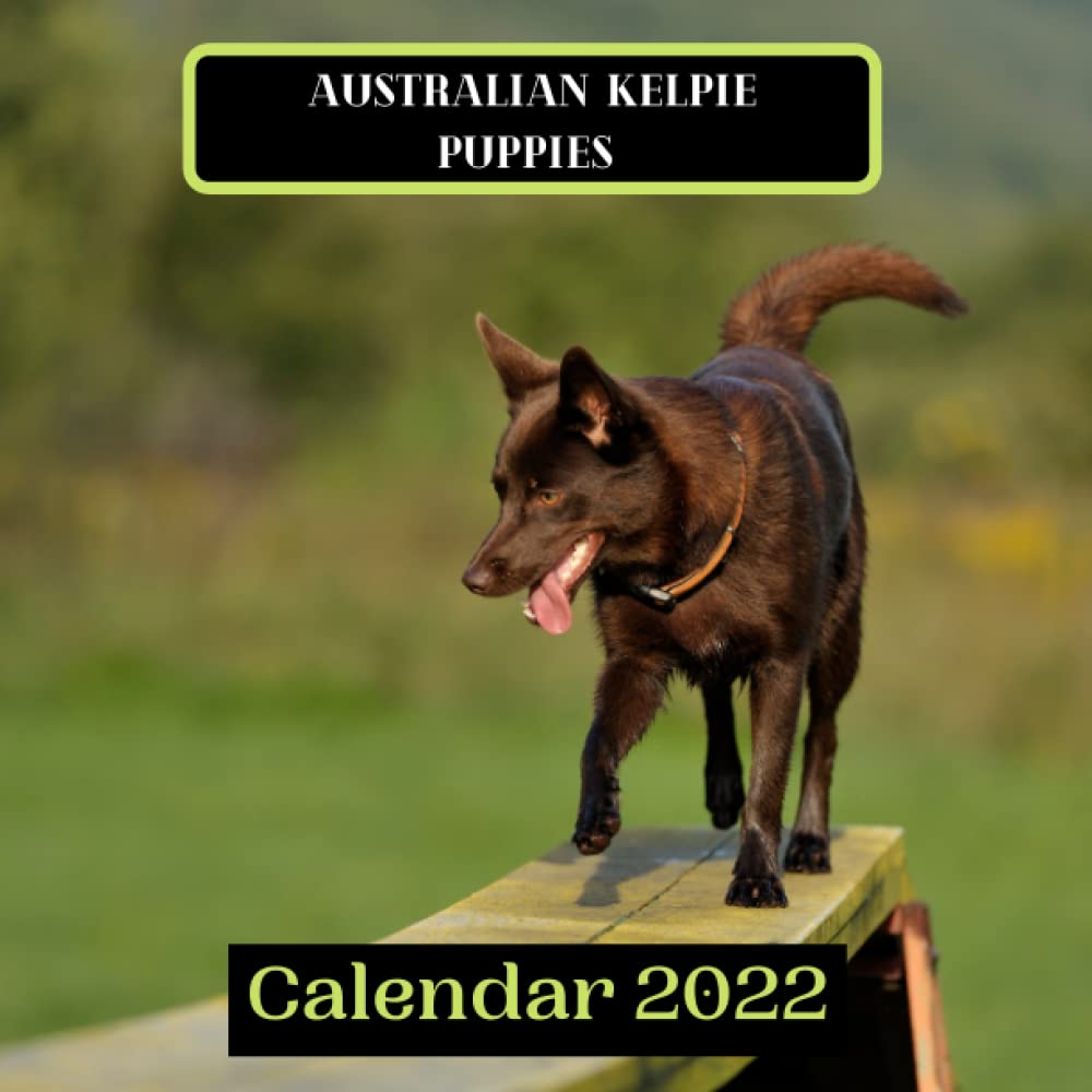 Australian Kelpie Puppies Calendar 2022 by Drakxo Edition | Goodreads