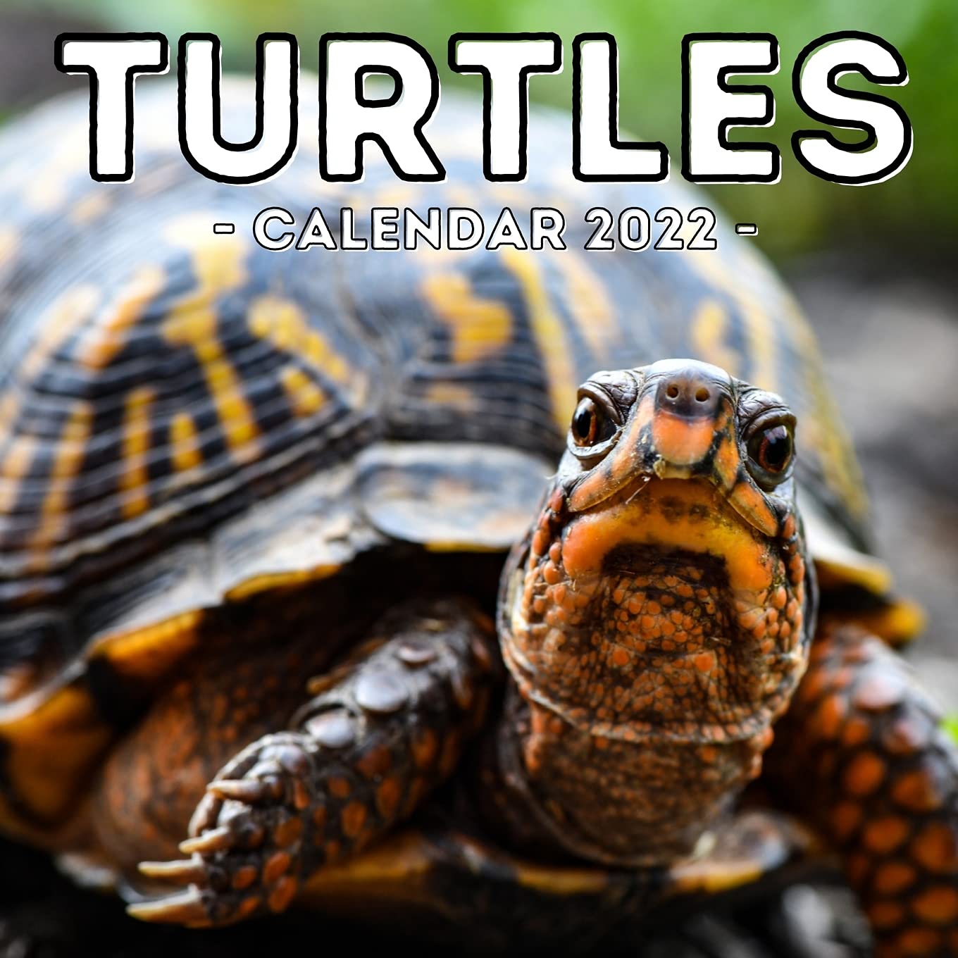 Turtles Calendar 2022: 16-Month Calendar, Cute Gift Idea For Turtle ...