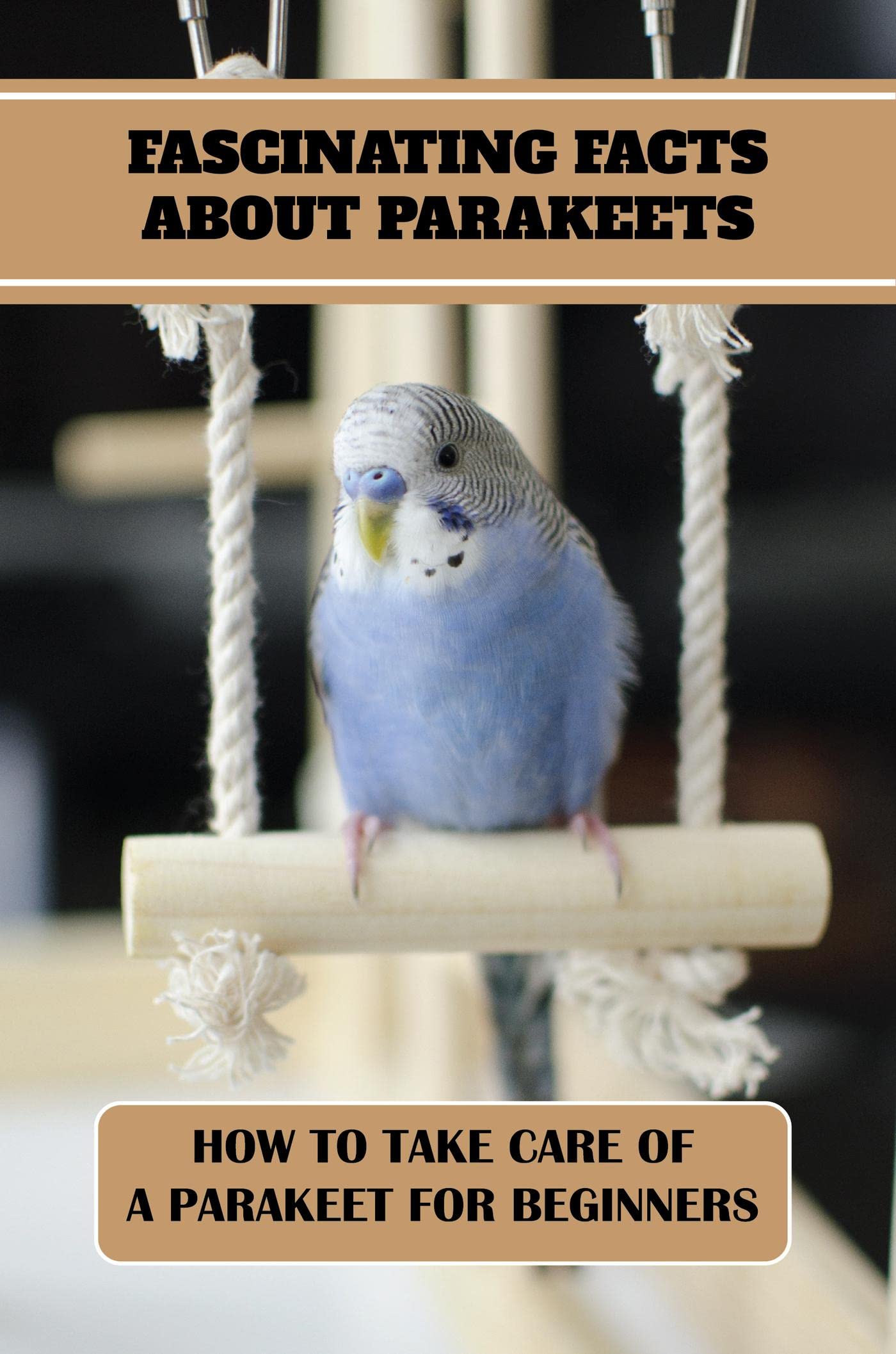 Fascinating Facts About Parakeets: How To Take Care Of A Parakeet For ...