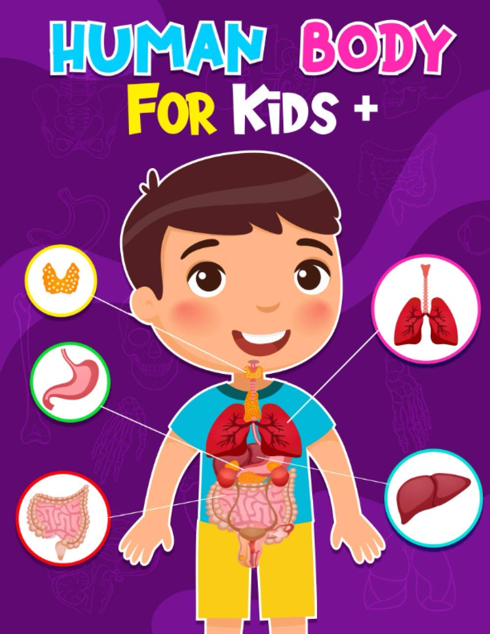 Internal Organs For Kids