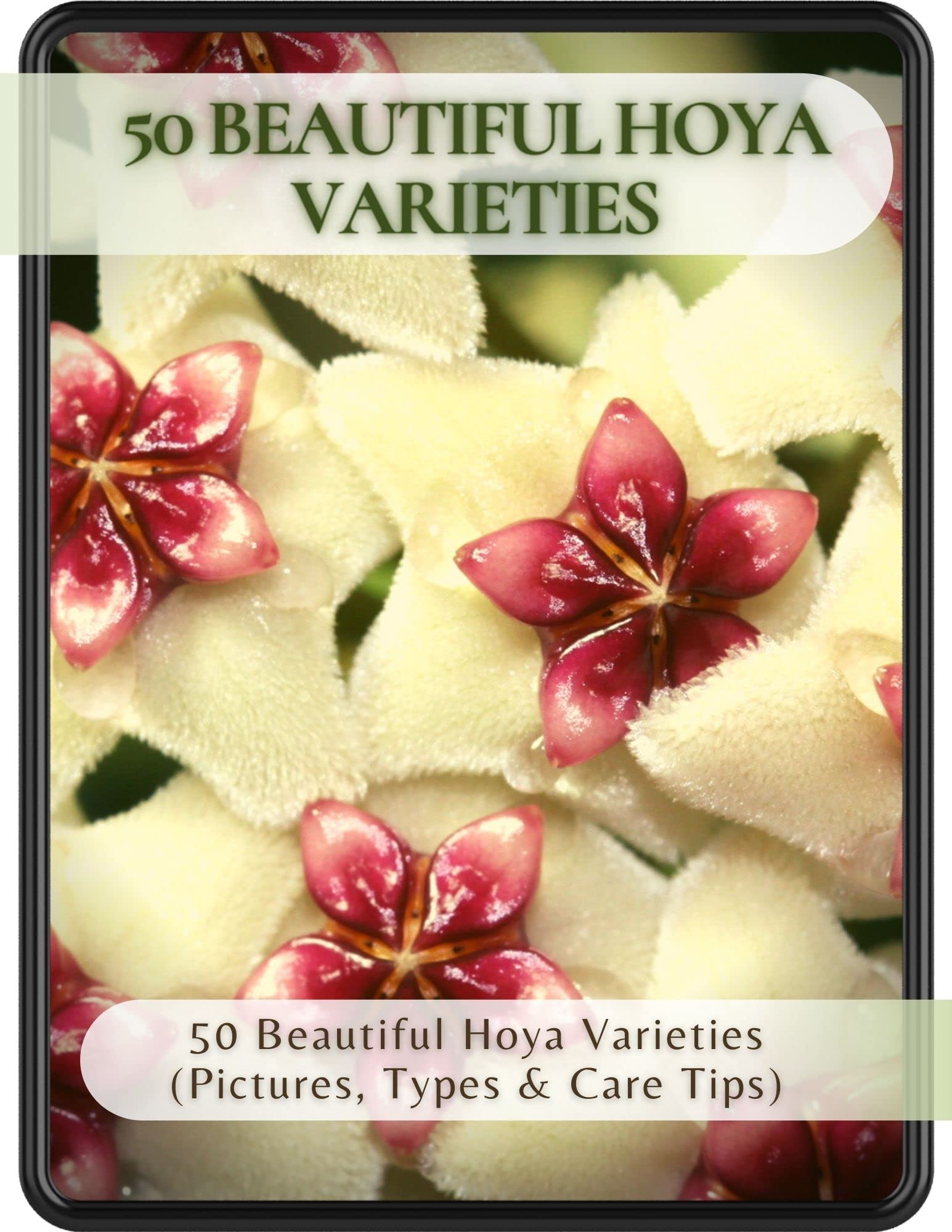 50 Beautiful Hoya Varieties: 50 Beautiful Hoya Varieties by Paul ...