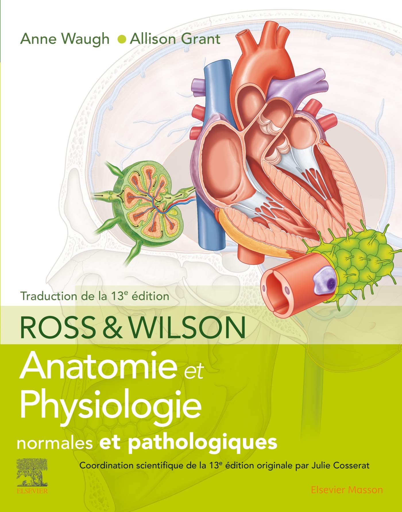 Ross et Wilson. Anatomie et physiologie normales et pathologiques by ...