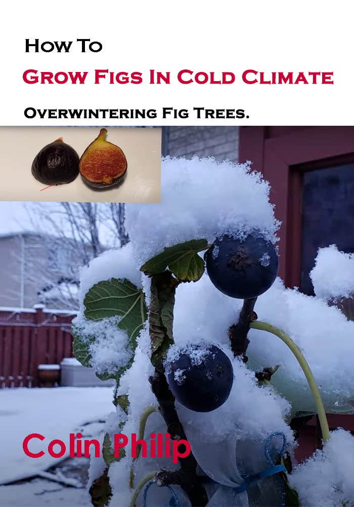 How To Grow Figs In Cold Climate : Overwintering Fig Trees by Colin ...