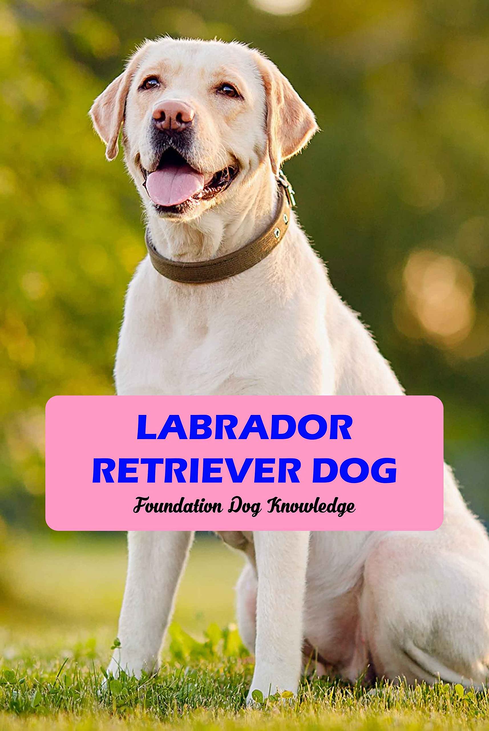Labrador Retriever Dog: Foundation Dog Knowledge: All about Labrador ...