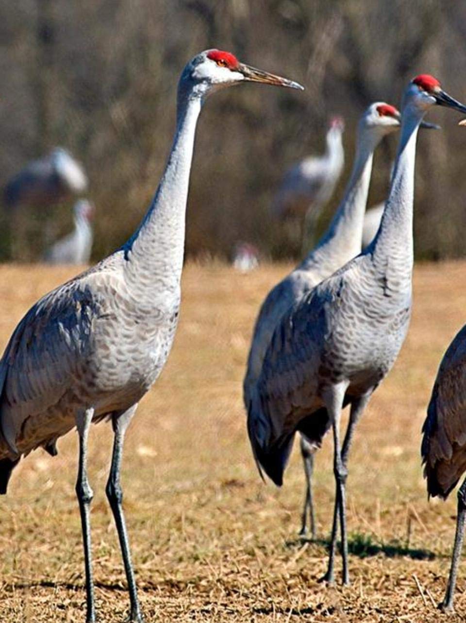 Kearney, Nebraska Sandhill Crane Migration Guide: A basic guide to the ...