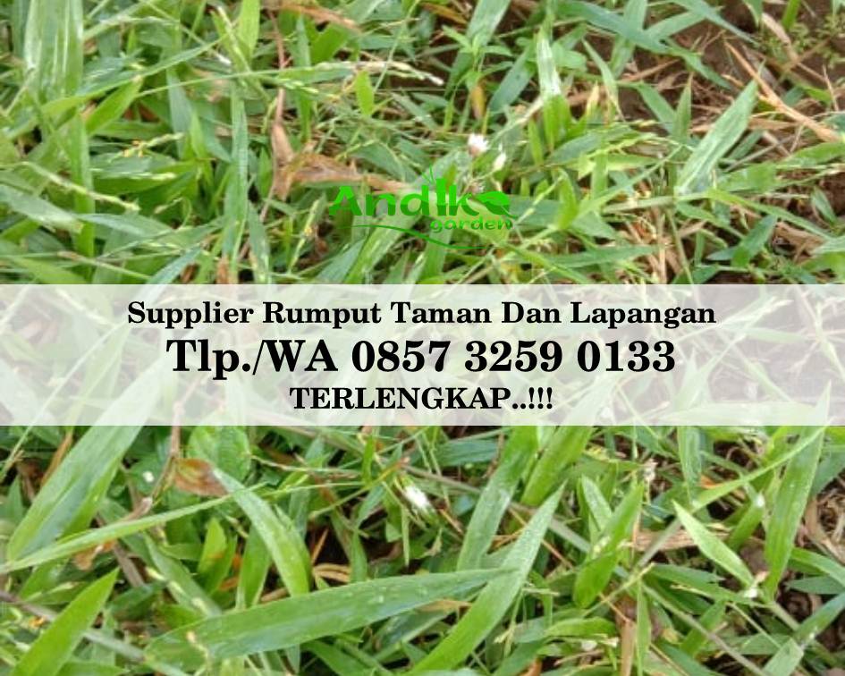 Harga Rumput Embun Per M2, WA +62 857 3259 0133, ANDIKA GARDEN by ...
