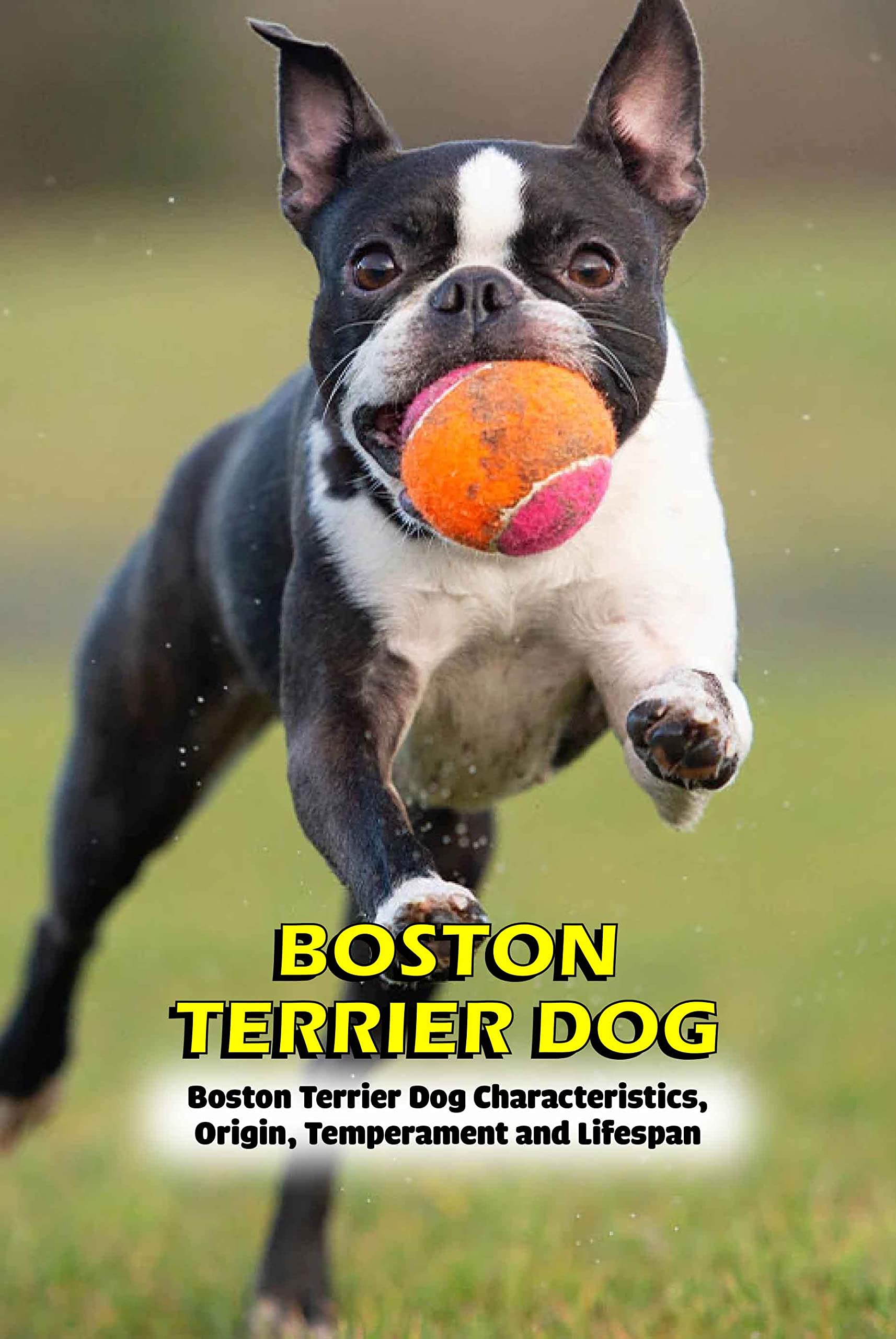 Boston Terrier Dog: Boston Terrier Dog Characteristics, Origin ...