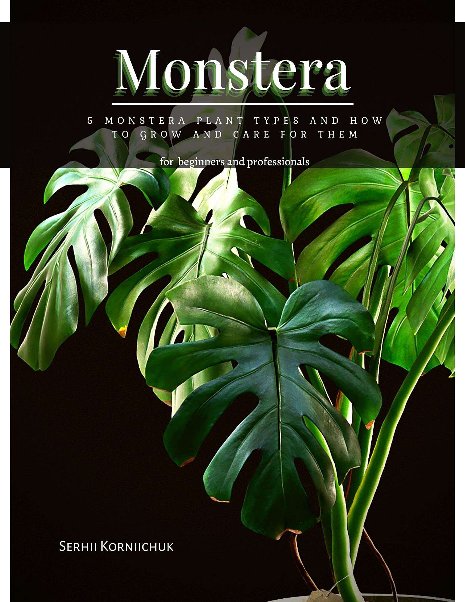 Monstera: 5 Monstera Plant Types аnd How tо Grow аnd Care for Them by ...