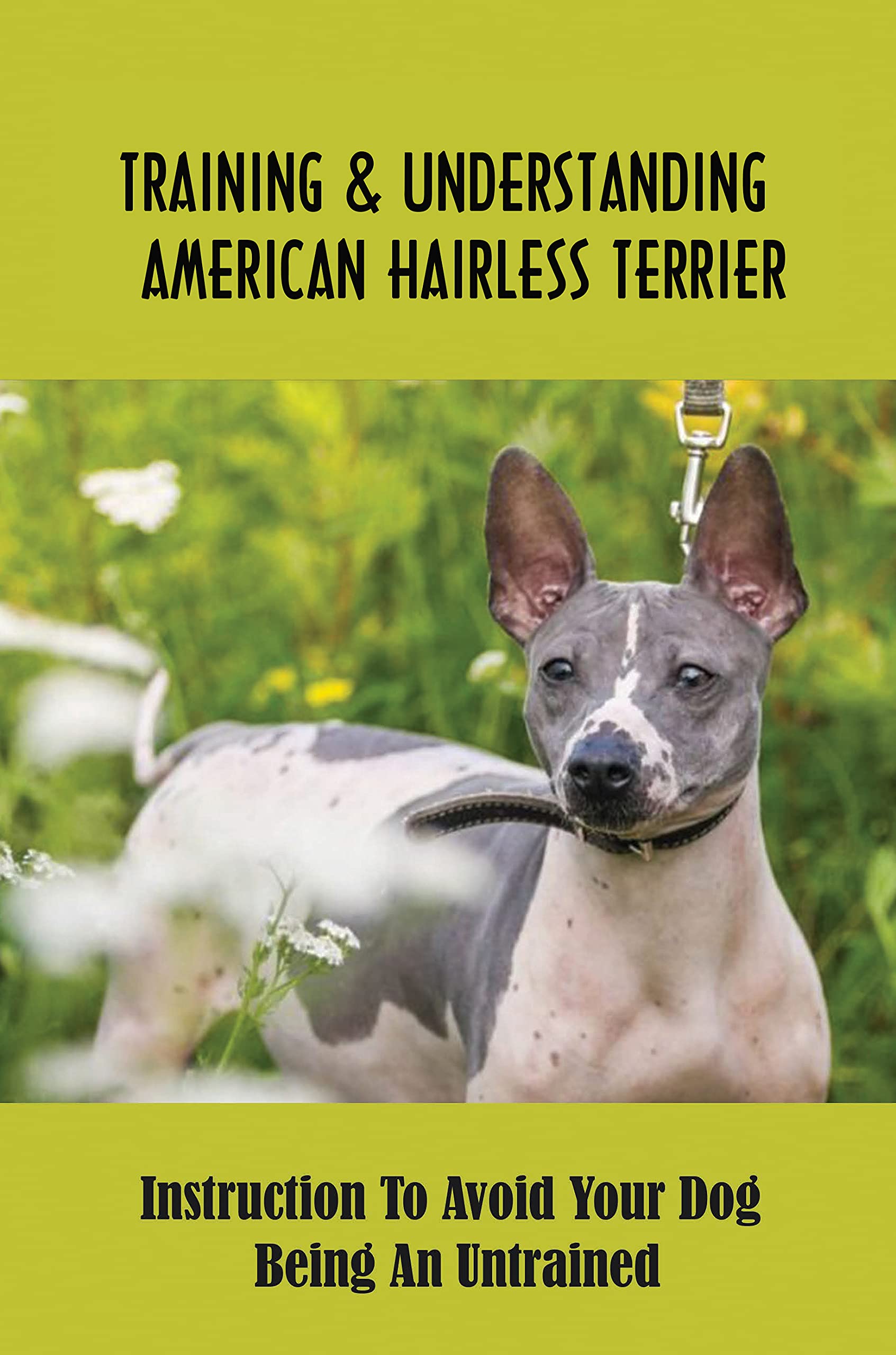 Training Understanding American Hairless Terrier Instruction To