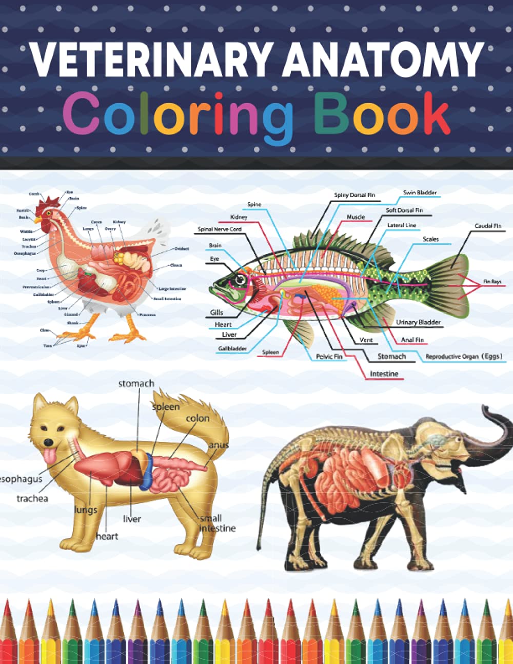 Veterinary Anatomy Coloring Book: Veterinary Physiology Animals ...