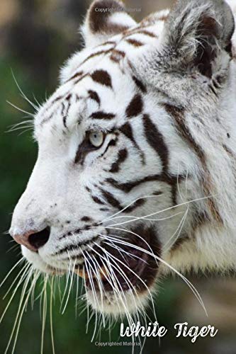 White Tiger Notebook: White Tiger Journal Albino Tigers Lovers Gifts ...