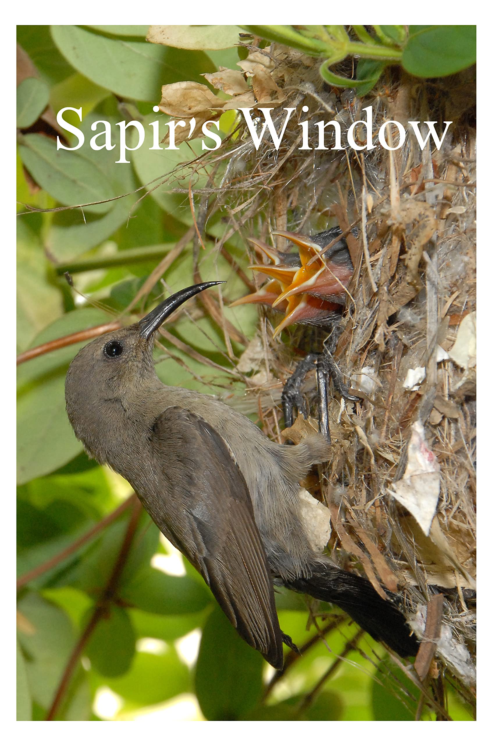 Sapir's Window by Alon Talmi | Goodreads