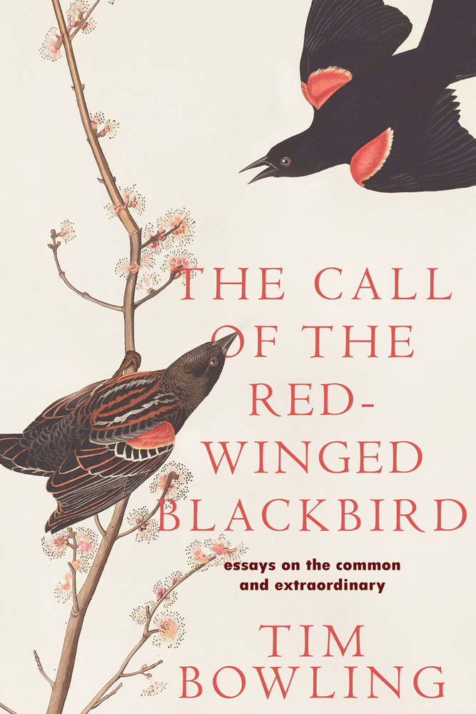 The Call of the Red-Winged Blackbird: Essays on the Common and ...
