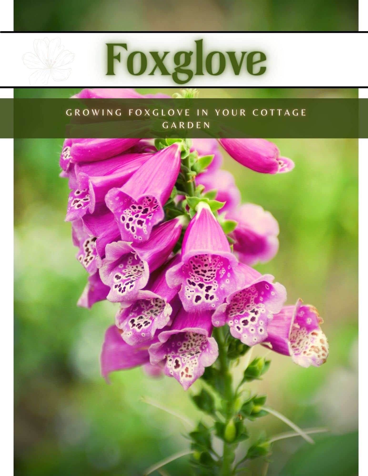 Foxglove: Growing Foxglove In Your Cottage Garden by Alan Kolipore ...