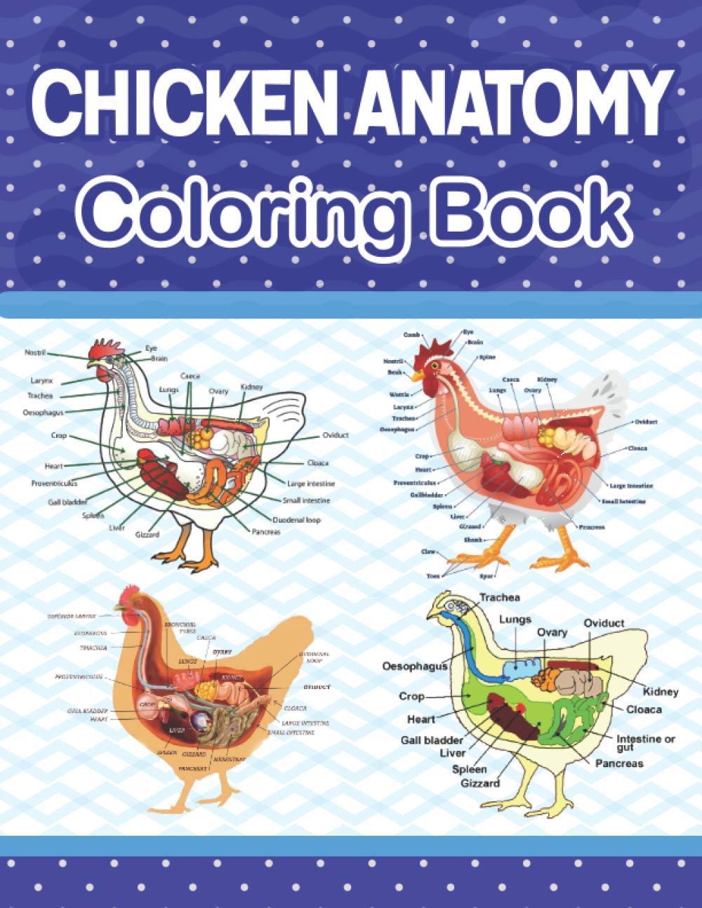 Chicken Anatomy Coloring Book: Introduction to Veterinary Anatomy and ...