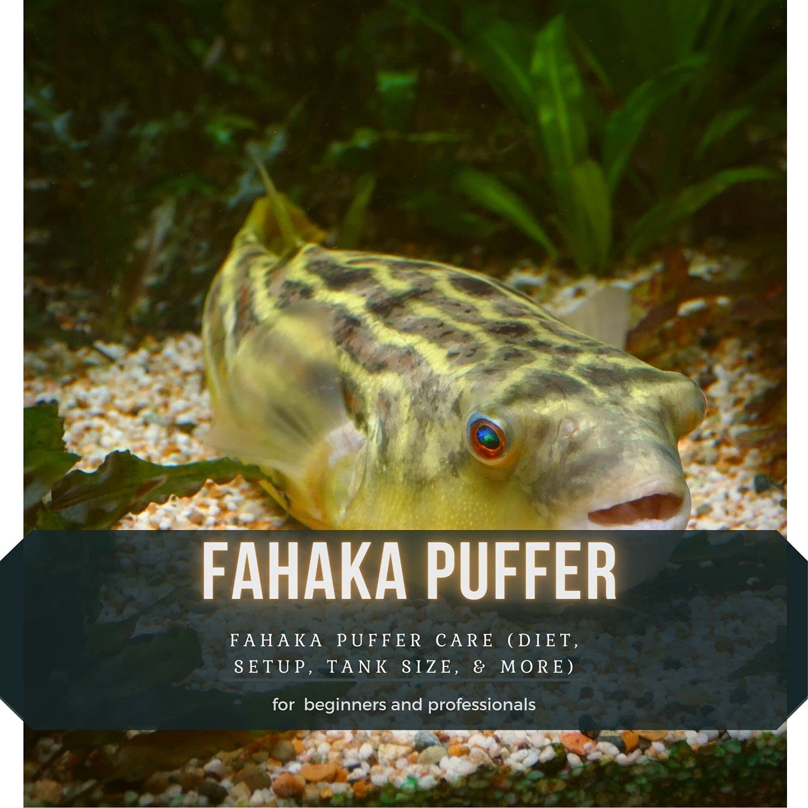 Fahaka Puffer: Fahaka Puffer Care by Viktor Vagon | Goodreads