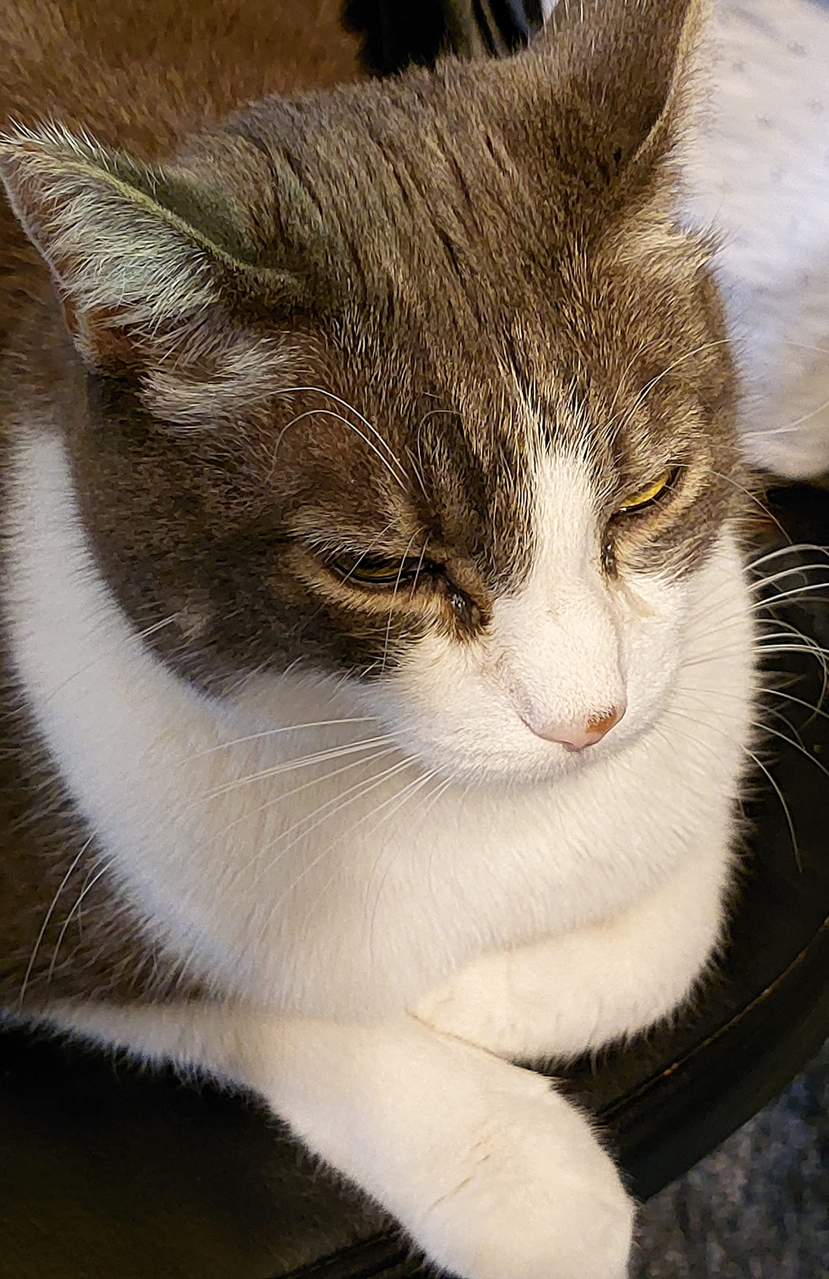 Tad the Cat: One Busy Cat by Fred Flanagan | Goodreads