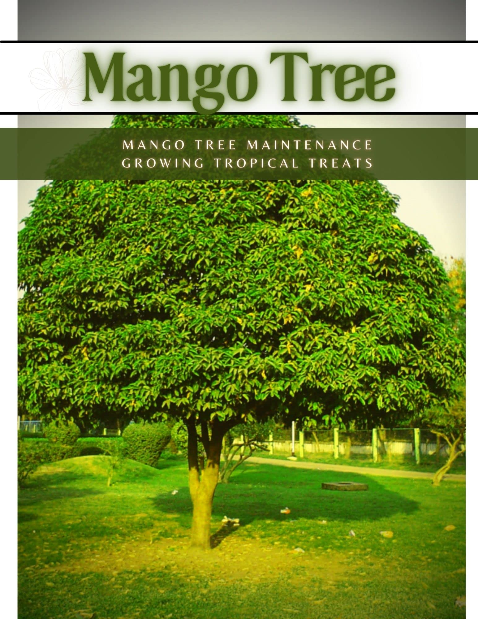 Mango Tree: Mango Tree Maintenance Growing Tropical Treats by Alan ...