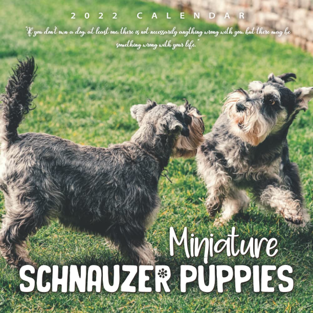 Miniature Schnauzer Puppies 2022 Calendar: Great 12-month Large Grid ...