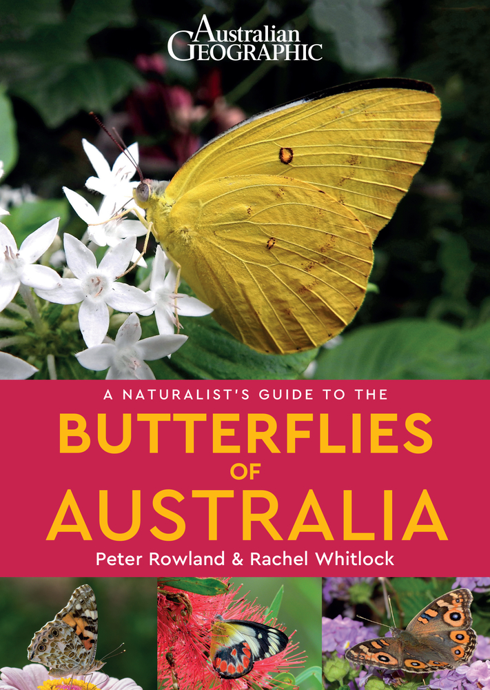 A Naturalist's Guide to the Butterflies of Australia by Rachel Whitlock ...