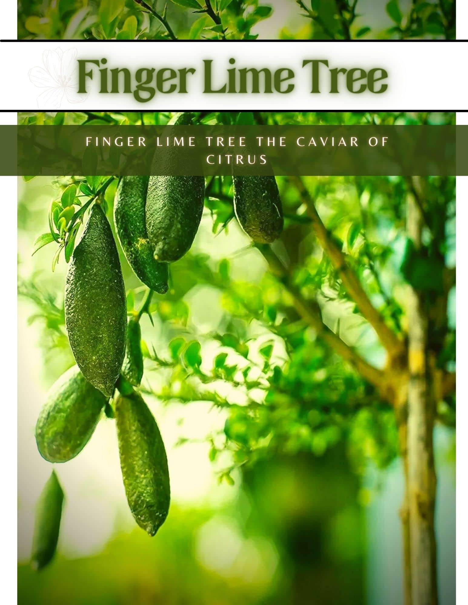 Finger Lime Tree: Finger Lime Tree the Caviar of Citrus by Alan ...