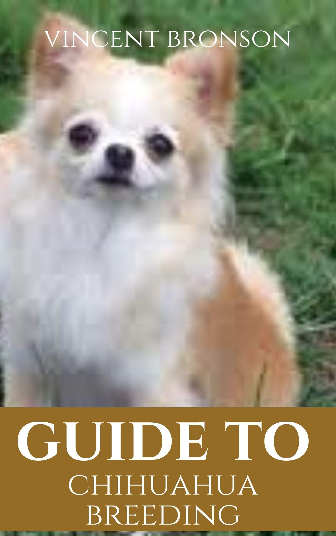 Guide to Chihuahua Breeding : It is a subspecies of the gray wolf ...