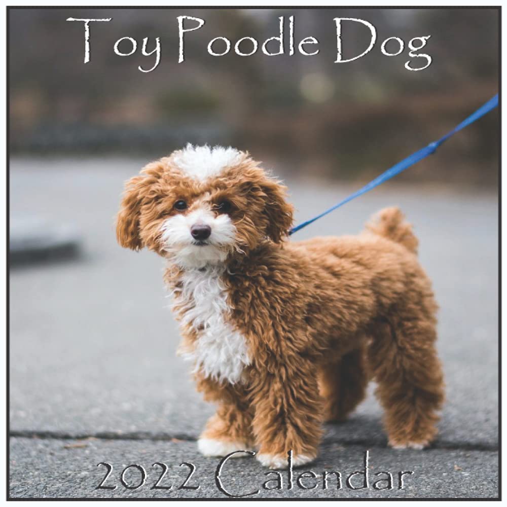 Toy Poodle Dog Calendar 2022: Toy Poodle Dog calendar 2022 "8.5x8.5 ...