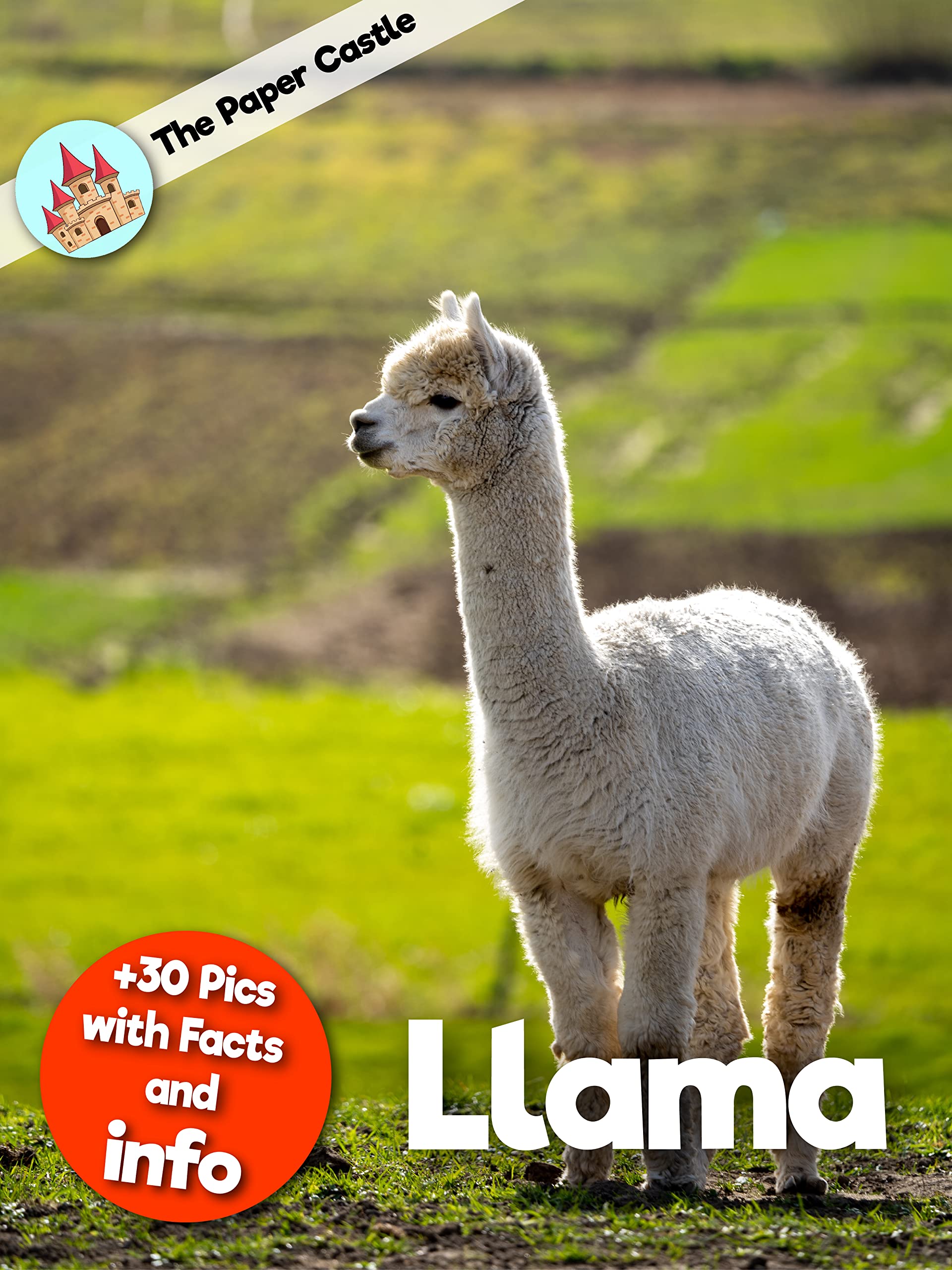 Llama Facts: Information about llama With High-Quality Pictures, Little ...