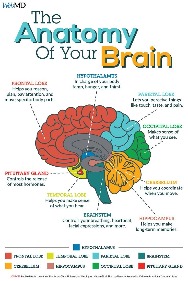 Brain Basics: Know Your Brain by National Institute of Neurological ...