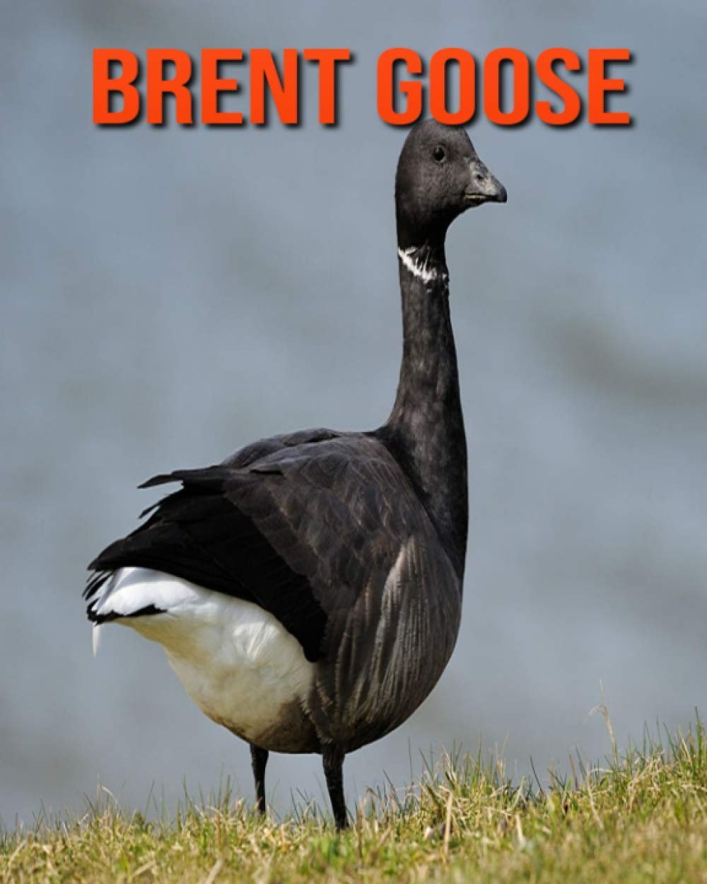 Brent Goose: Super Fun Facts And Amazing Pictures by Lauren Massarella ...