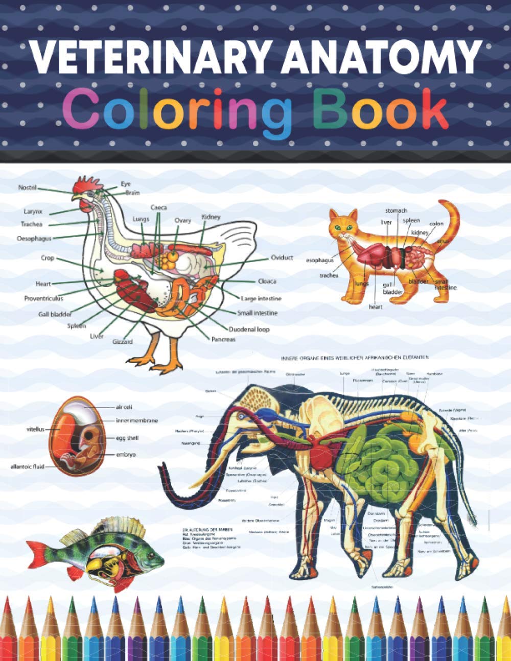 Veterinary Anatomy Coloring Book: Veterinary Physiology Animals ...