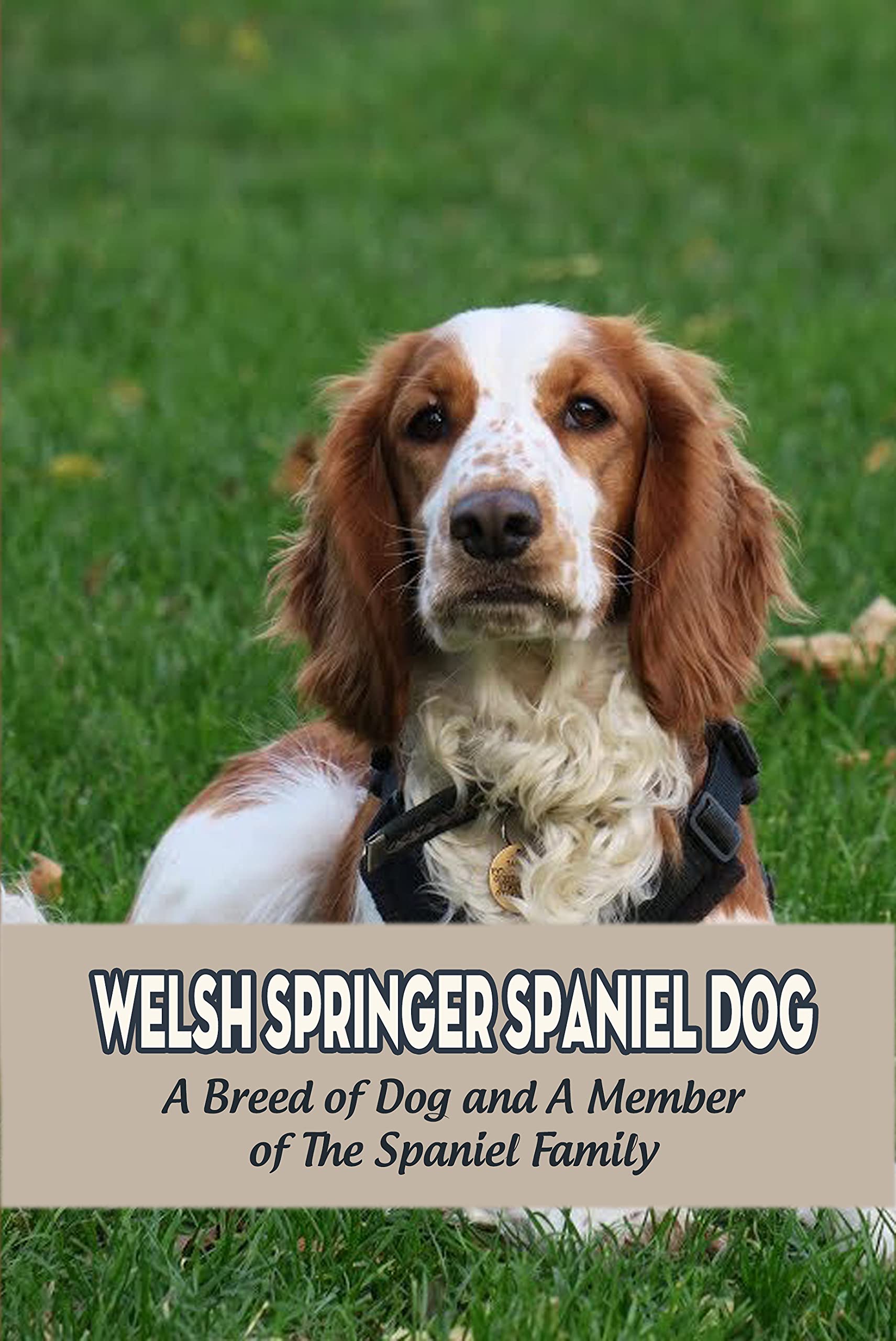 Welsh Springer Spaniel Dog: A Breed of Dog and A Member of The Spaniel ...