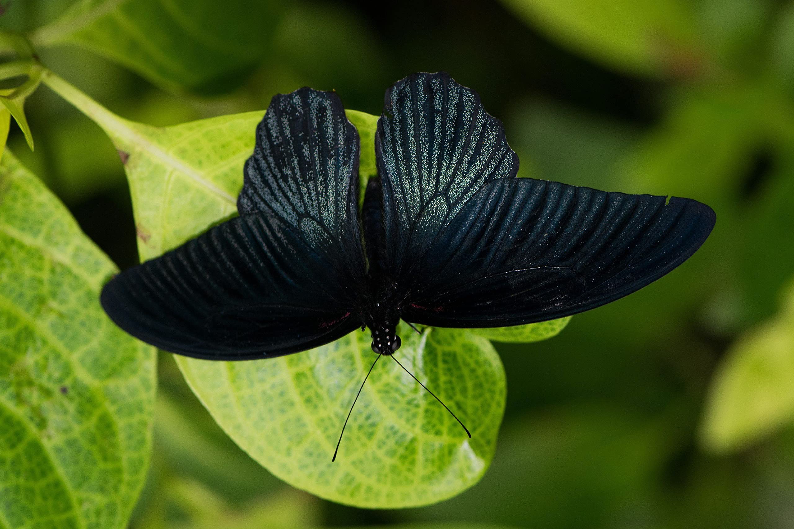 My Not So Normal Life by Diane Kirchner | Goodreads