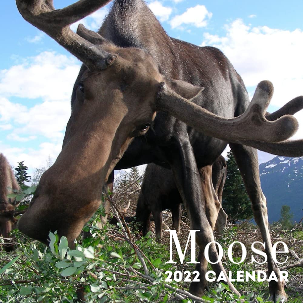 Moose 2022 calendar: Moose Calendar 2022, Calendar 2022-2023 Size 8.5 x ...