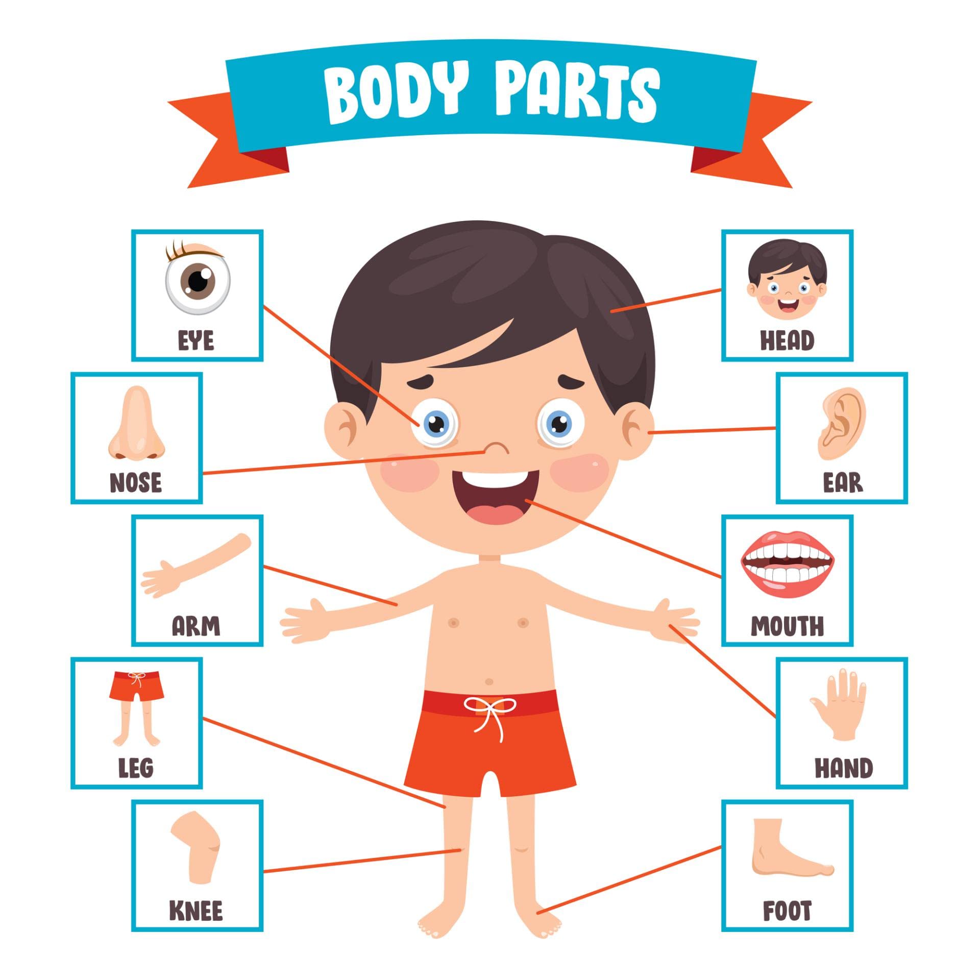 Body parts picture dictionary: For kids - toddlers -preschool-children ...