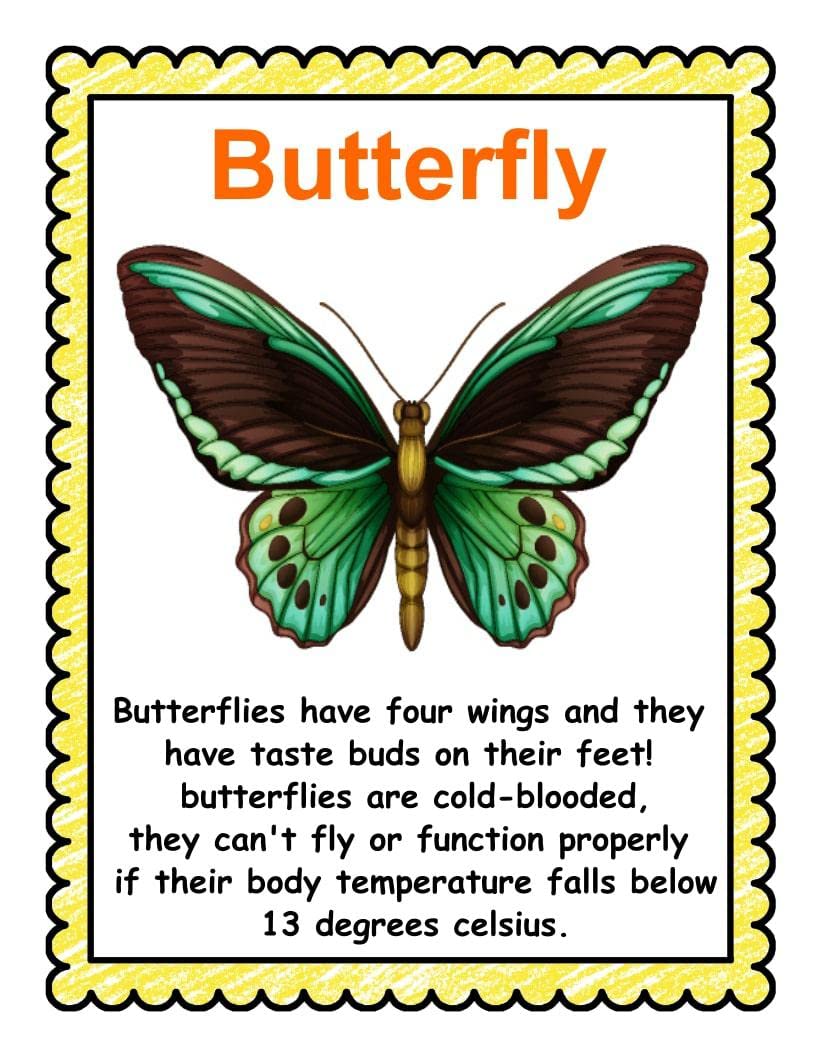 Insects Flash Cards with Fun Facts: for children's - kids by Rhonda ...
