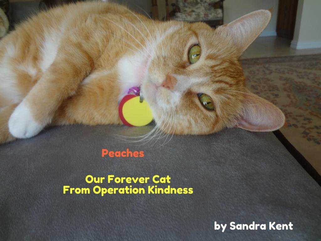 Peaches Our Forever Cat by Sandra Kent | Goodreads