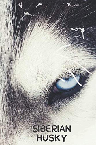 Siberian Husky: Husky WIld Dog | Series Humor Wild Animals | Perfect ...