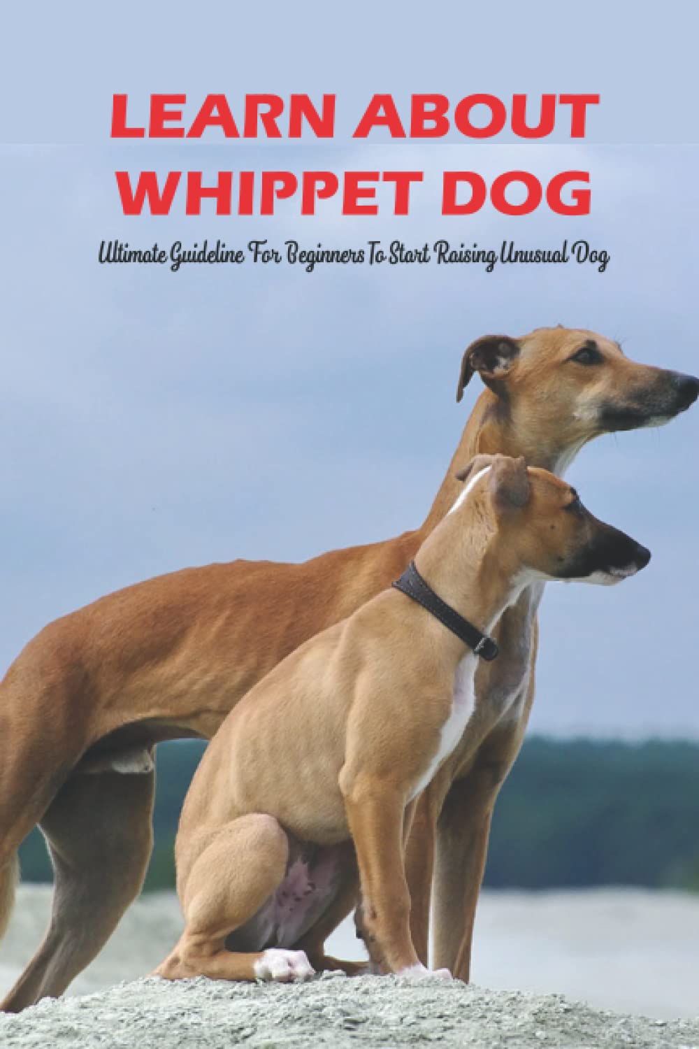 Learn About Whippet Dog: Ultimate Guideline For Beginners To Start ...