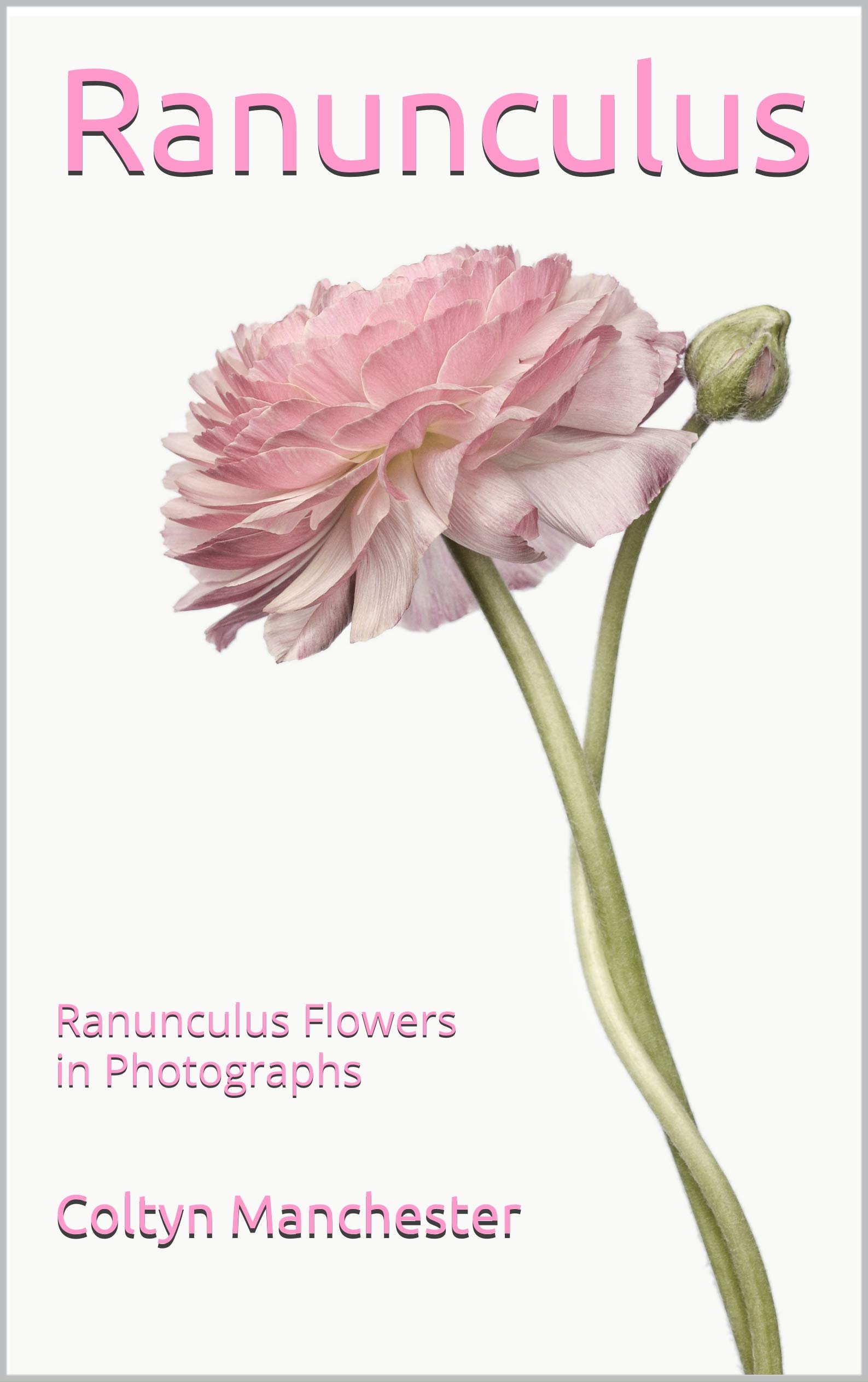 Ranunculus: Ranunculus Flowers in Photographs by Coltyn Manchester ...